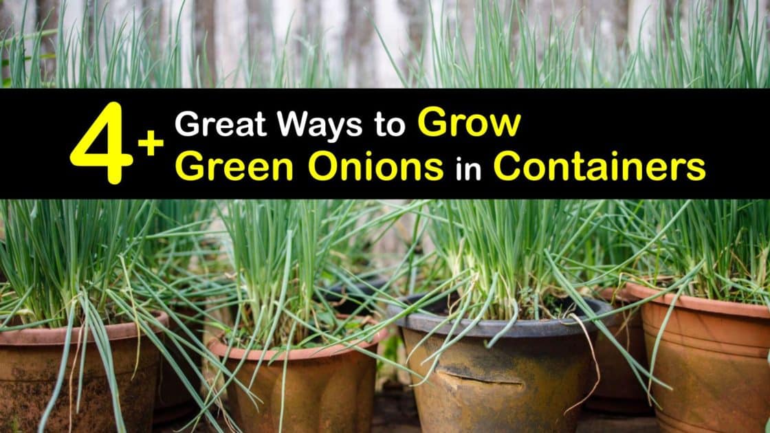 Container-Grown Green Onions - Planting Green Onions in Pots