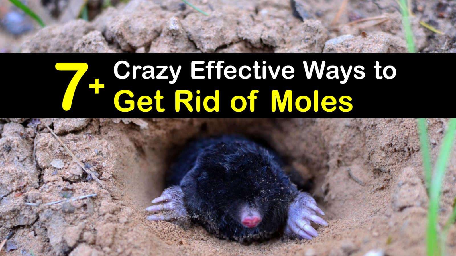 7+ Crazy Effective Ways to Get Rid of Moles