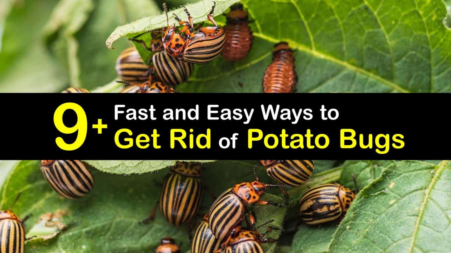 Killing Potato Bugs - Getting Rid of Bugs in Potatoes