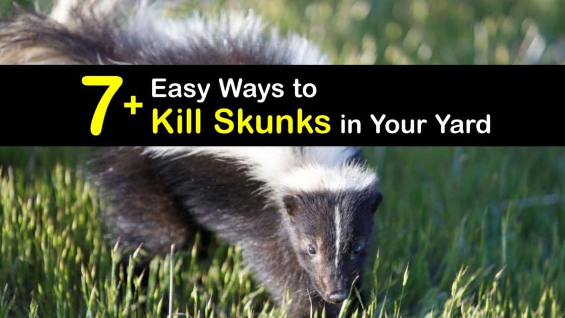 What Happens If A Dog Kills A Skunk