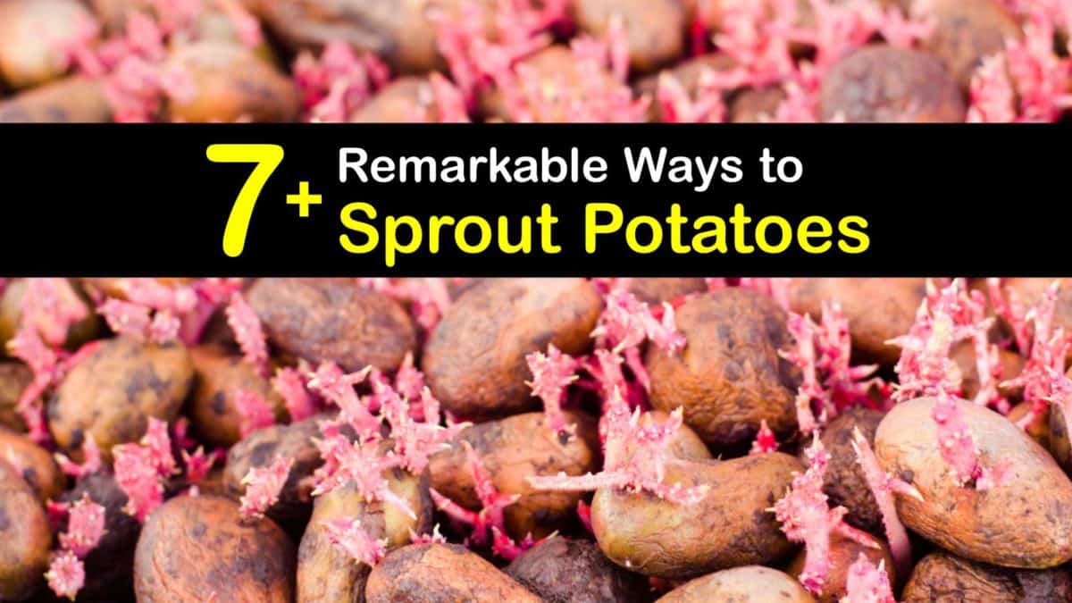 Potato Sprouting - Simple Tricks for Germinating Potatoes