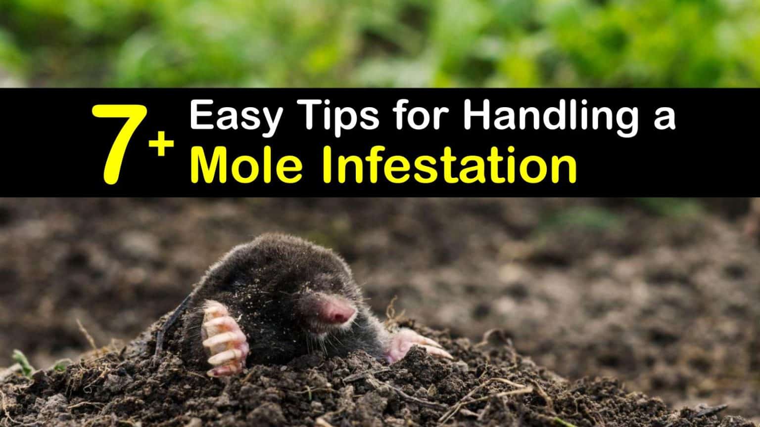 7+ Easy Tips for Handling a Mole Infestation