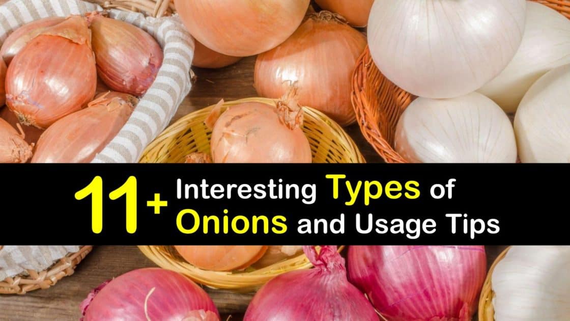 Common Varieties of Onions - Choosing Different Onion Types