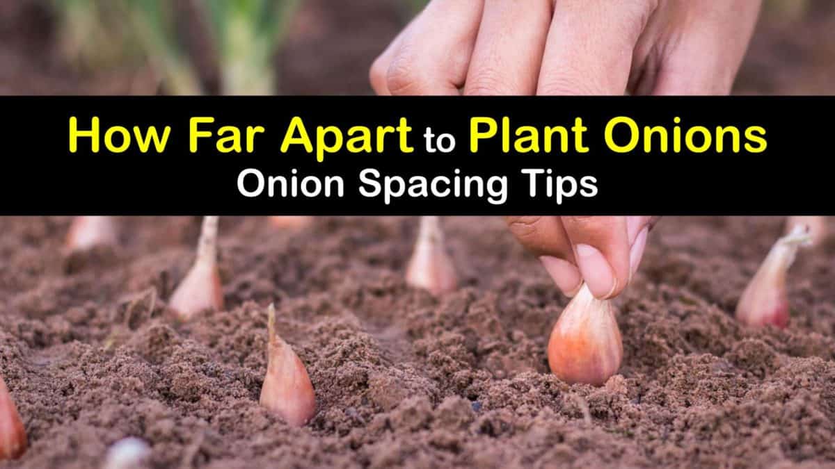Spacing Onion Plants - How Much Space between Onions