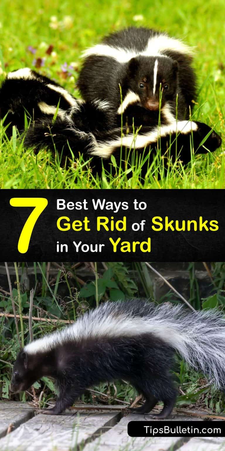 7 Best Ways to Get Rid of Skunks in Your Yard