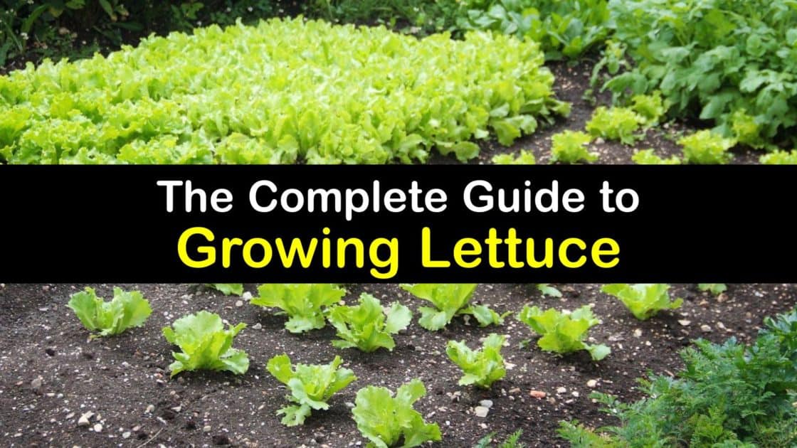 Growing Lettuce - Clever Tricks for Thriving Lettuce Plants