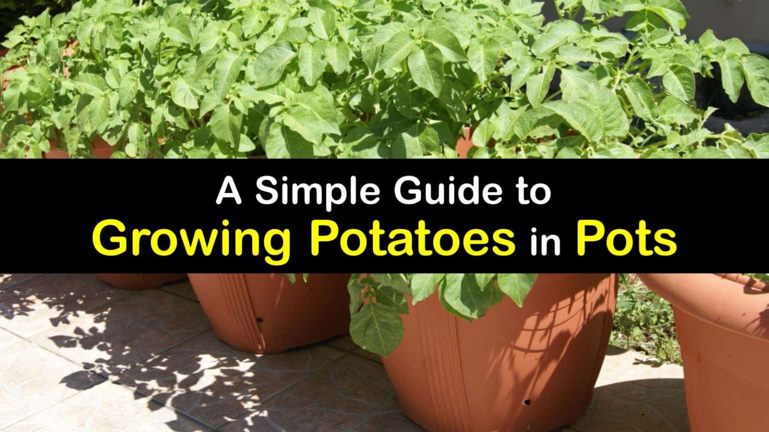 Potted Potato Care - Awesome Tips for Growing Potatoes in Pots