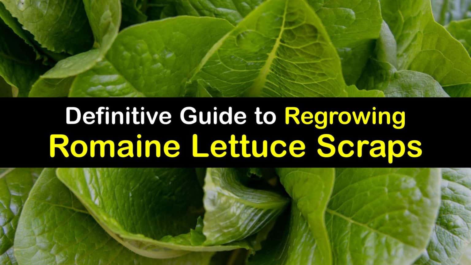 Growing Romaine Lettuce Scraps - Your Guide to Regrowing Lettuce