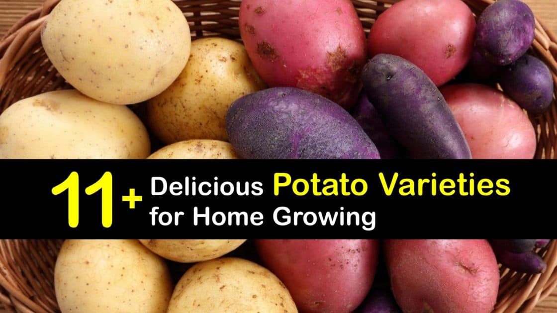 Common Varieties of Potatoes - Choosing Different Potato Types