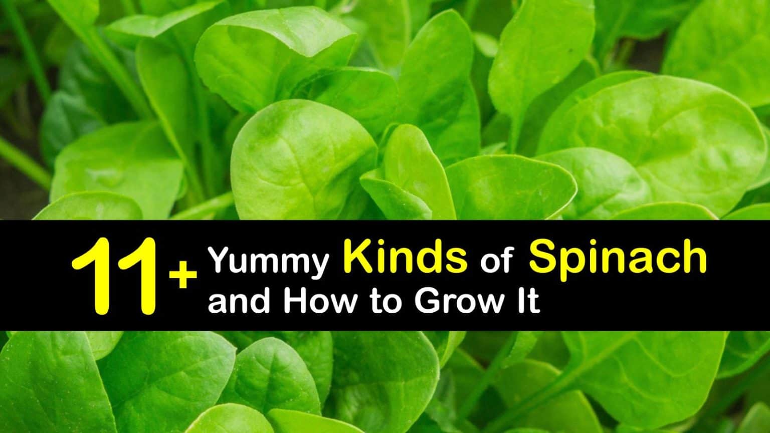 Common Types of Spinach - Learn More about Different Spinach Varieties