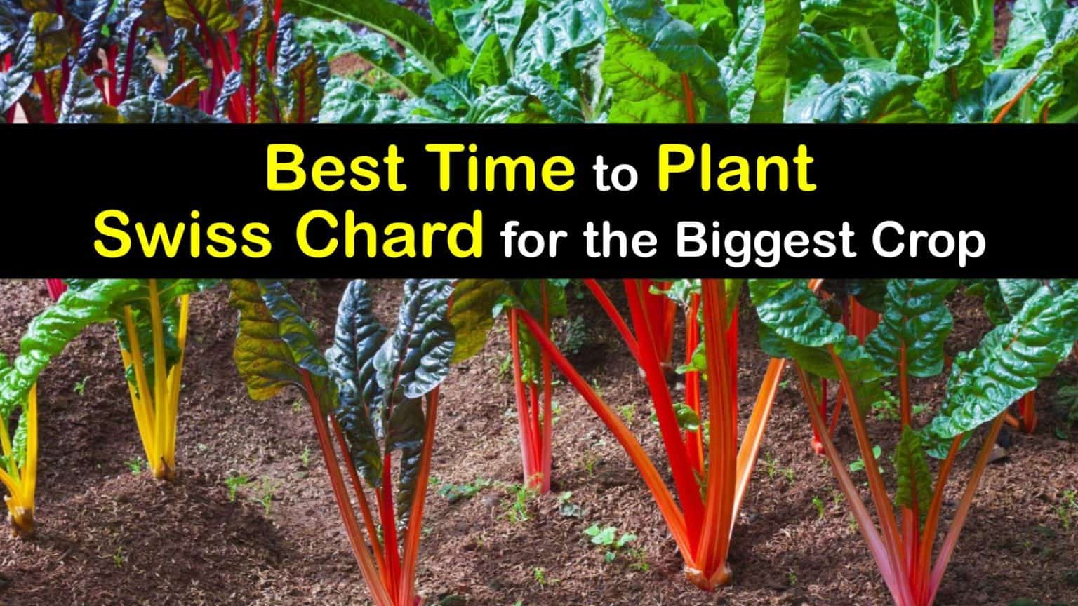 Swiss Chard Growing - Smart Tips for the Best Time to Plant Swiss Chard
