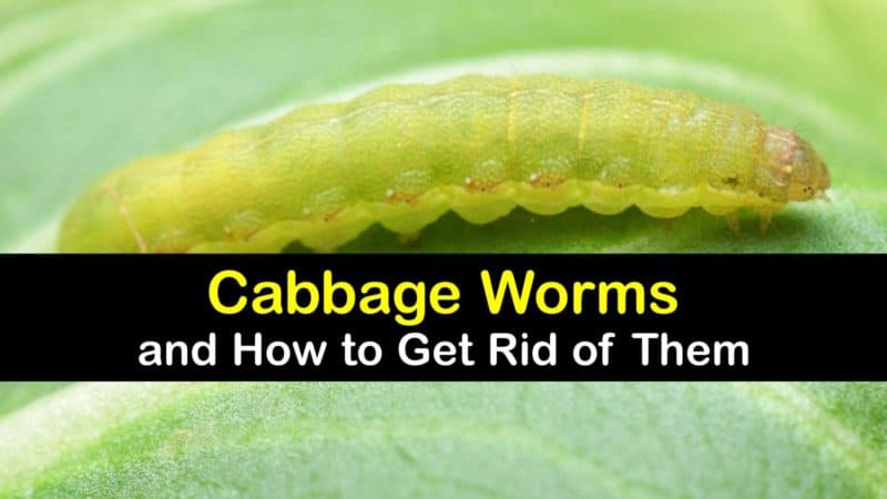 Getting Rid of Cabbage Worms - Cabbage Pest Control Guide
