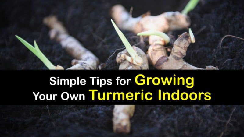 Growing Turmeric Root Inside - Quick Tips for Planting Turmeric Indoors