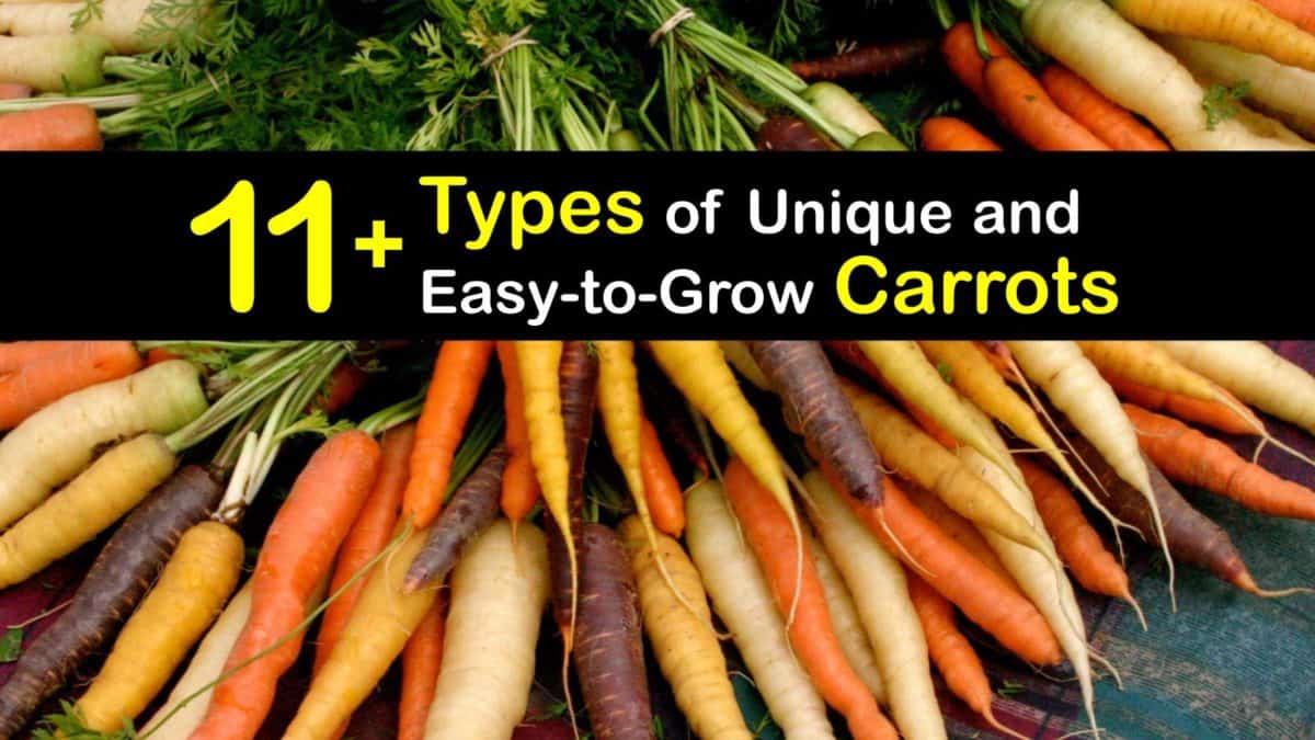Varieties of Carrots - Learn about Different Types of Carrots