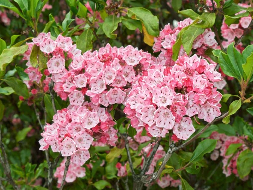 Growing Bushes for Beauty and Purpose