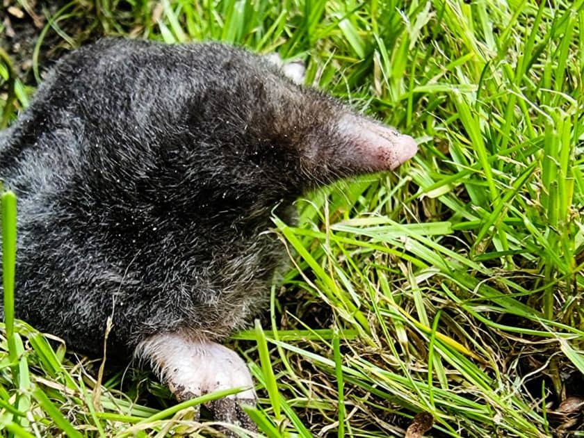 Easy DIY Mole Control and Elimination Tips