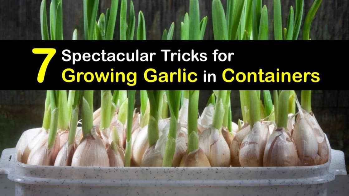 7 Spectacular Tricks for Growing Garlic in Containers