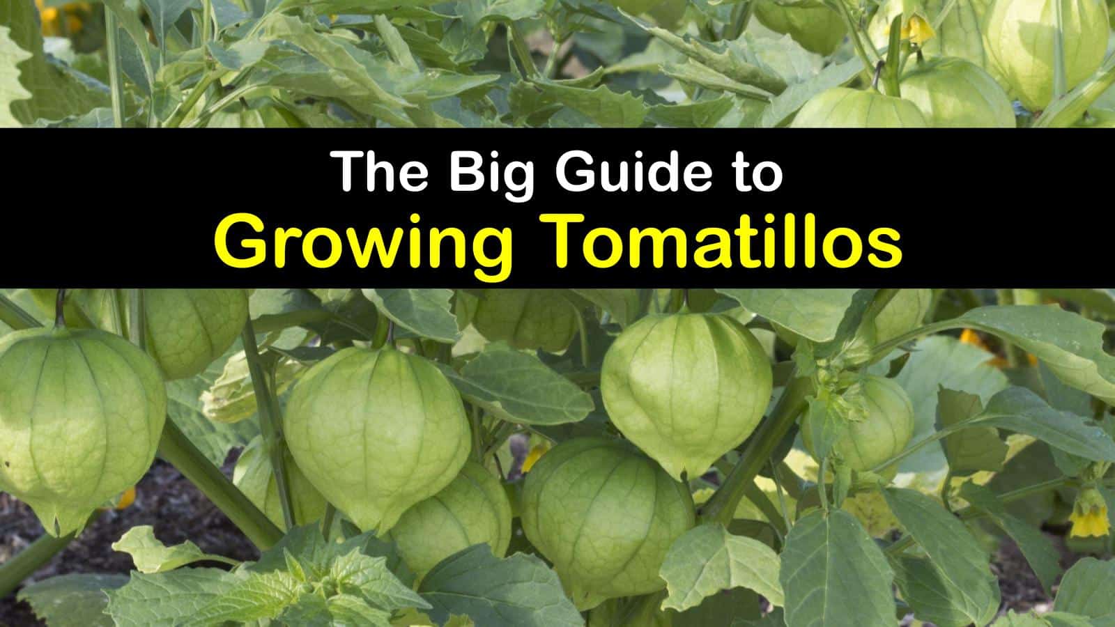Tomatillo Planting - Easy Guide for Growing Tomatillos