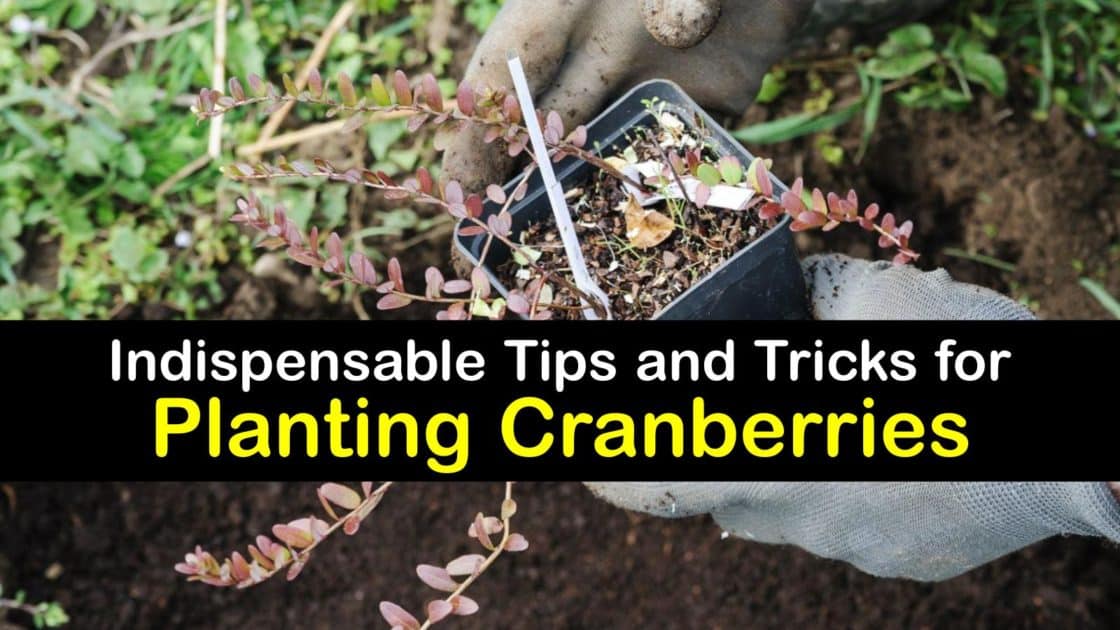 Cranberry Plant Care - Hands-on Tips for Growing Cranberries