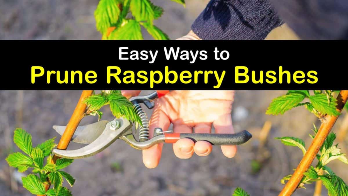 Prune Your Raspberry Bushes - How to Trim a Raspberry Bush