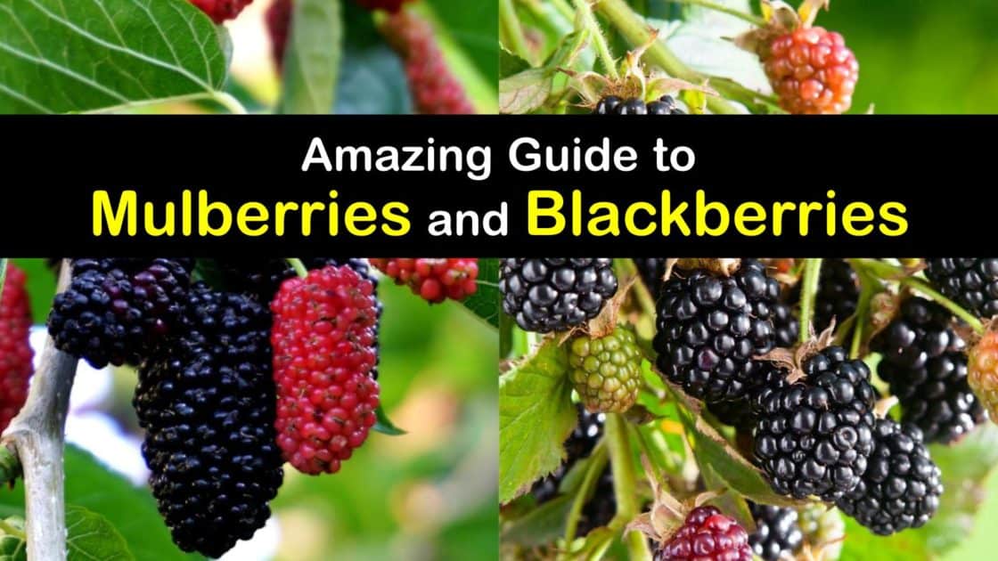 Mulberries vs Blackberries - What are the Differences