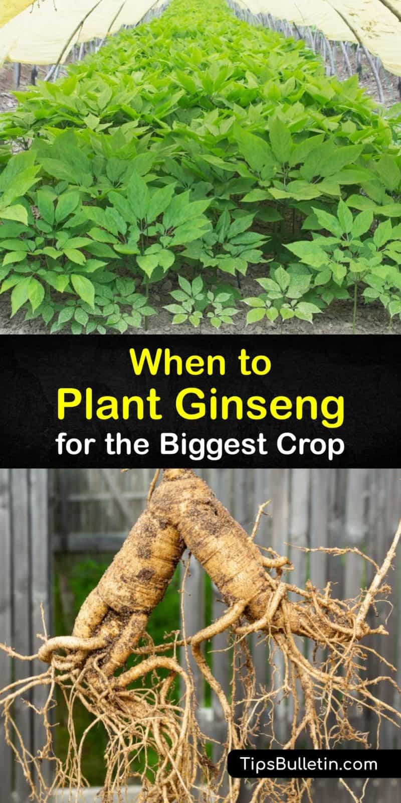 Ginseng Growing Time - Clever Ginseng Planting Guide