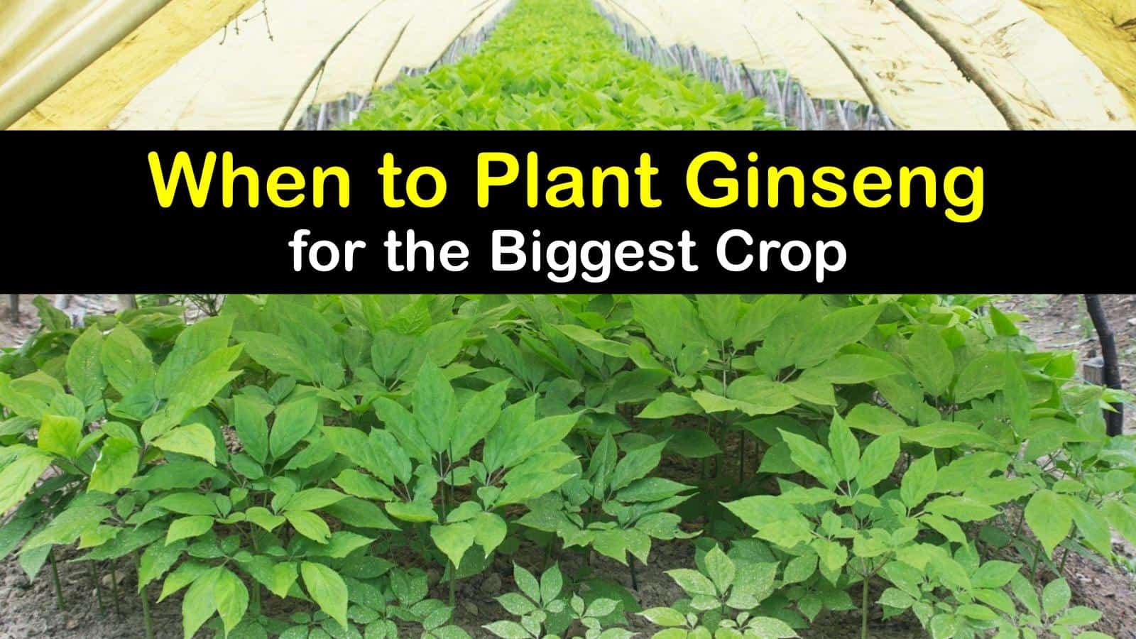 Ginseng Growing Time - Clever Ginseng Planting Guide