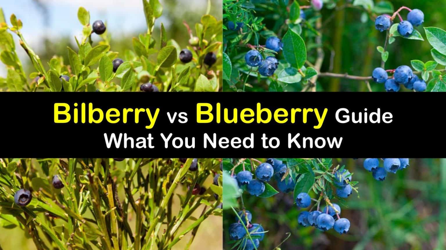Bilberry and Blueberry Differences - How to Tell