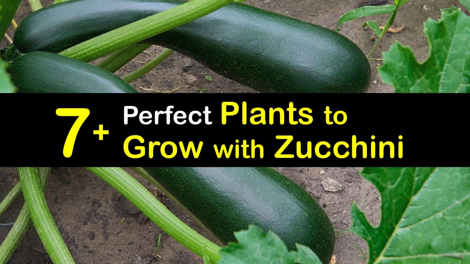 Zucchini Plant Companions - Plants that Grow Well with Zucchini