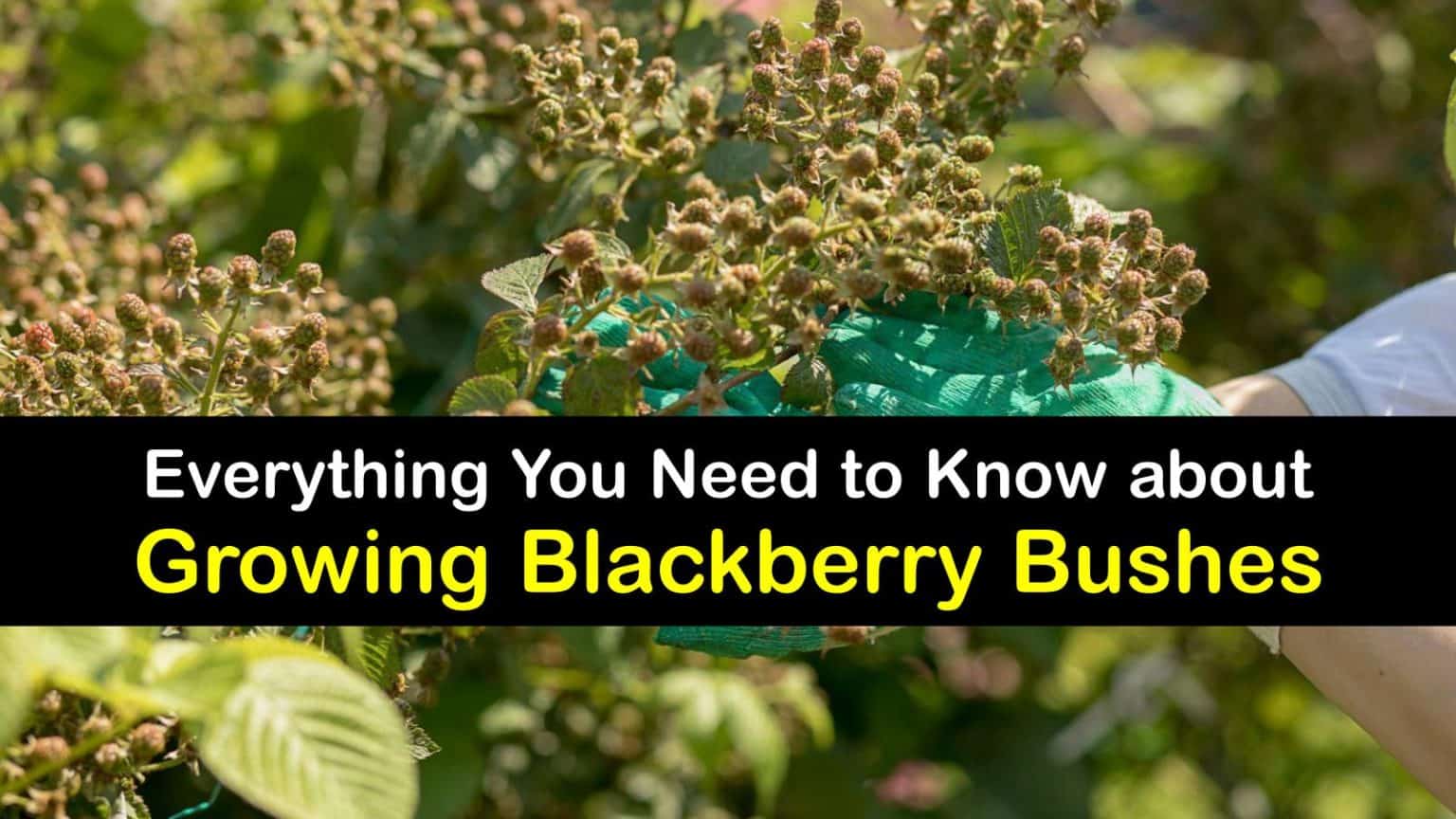 Growing Blackberry Bushes - Simple Tips for Planting a Blackberry Bush