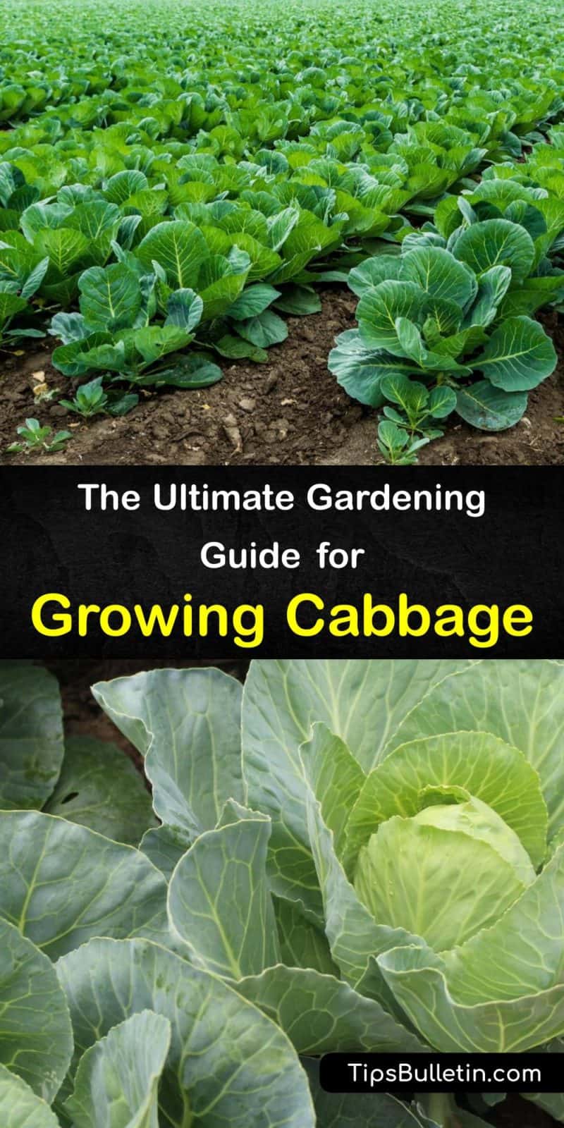 Growing Cabbage - Fast Guide for Planting Cabbage