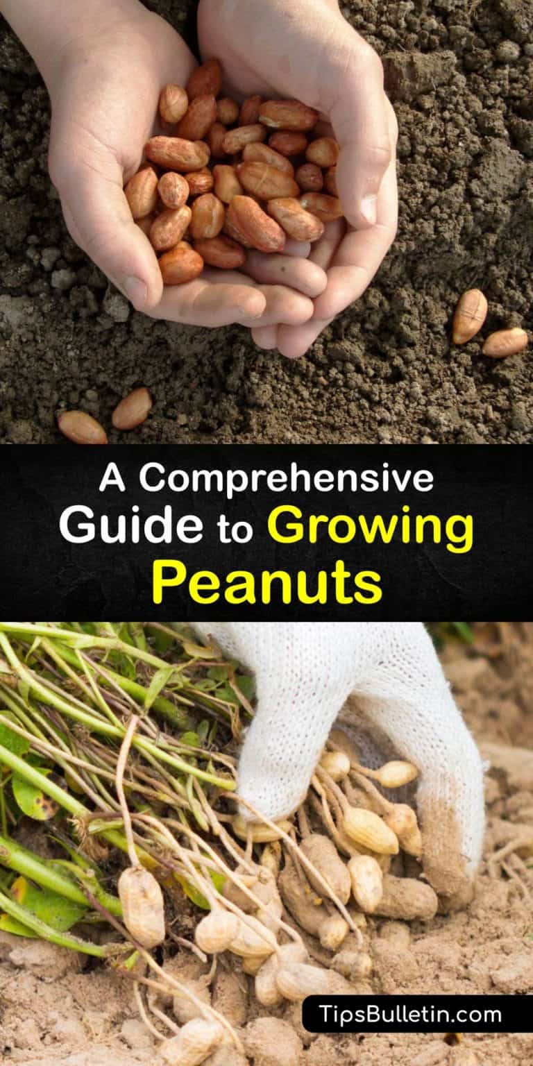 Growing Peanut Plants - Smart Tips for Planting Peanuts