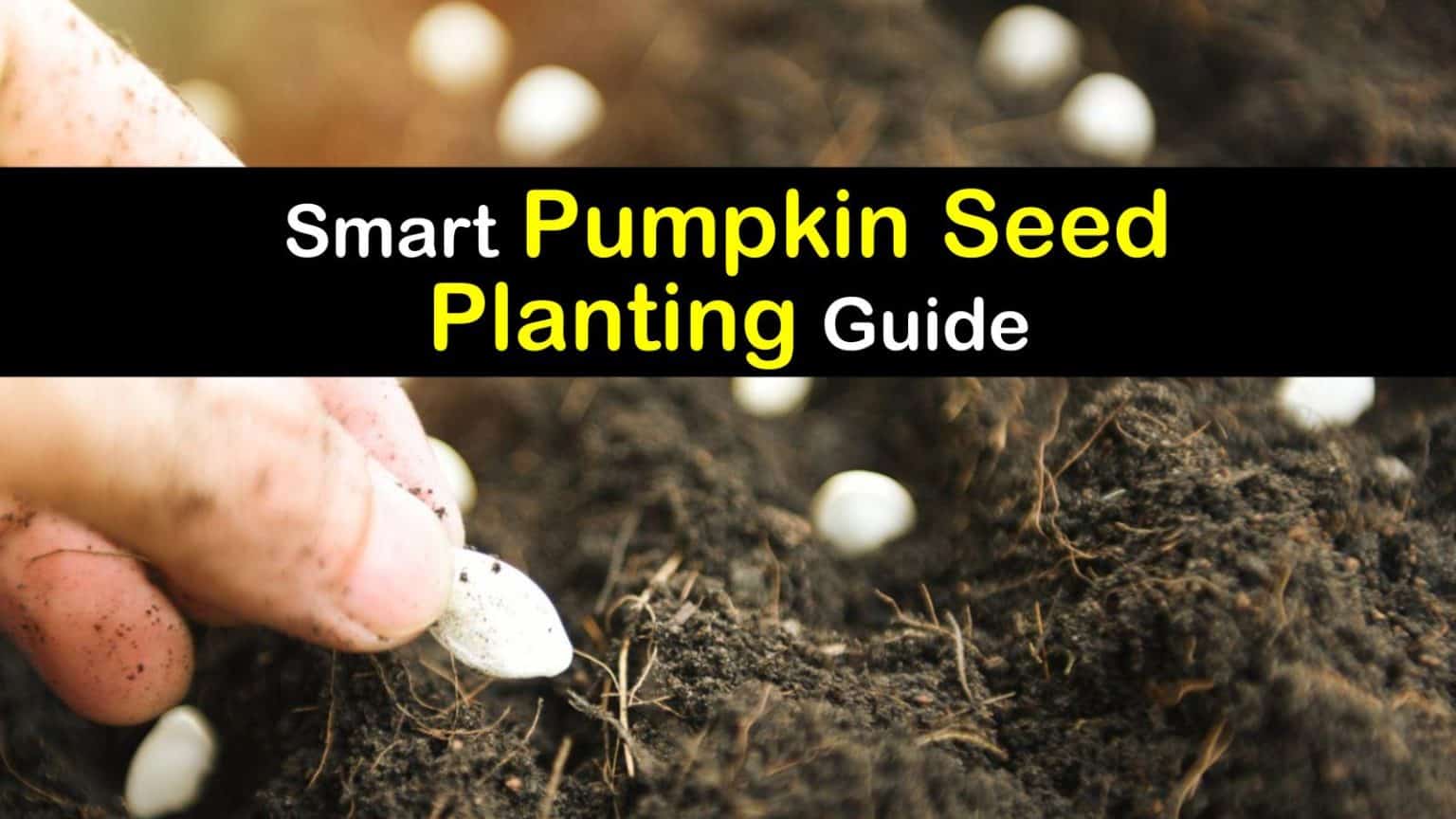 All You Need to Know about Growing Pumpkin Seeds
