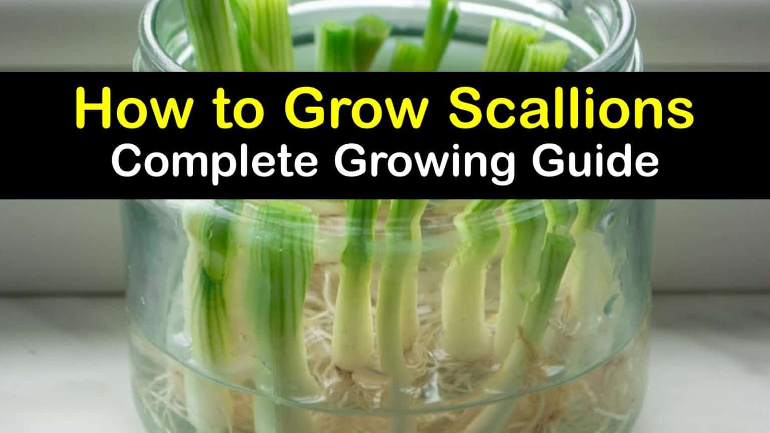 Scallion Plant Care - Hands-on Ways to Grow Scallions