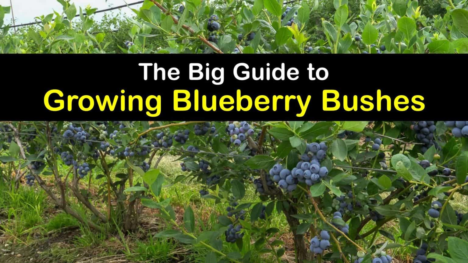 Growing Blueberry Plants- Quick Tricks for Planting Blueberries
