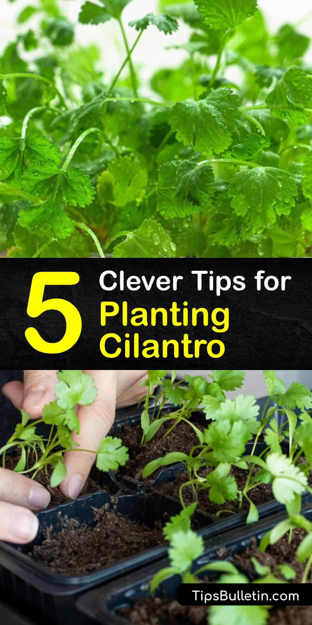 Planting Cilantro - Clever Tips for Growing Cilantro Plants