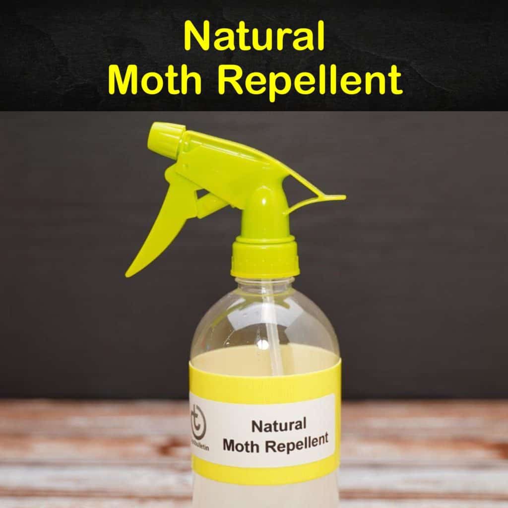 8 Easy Do-It-Yourself Moth Repellents