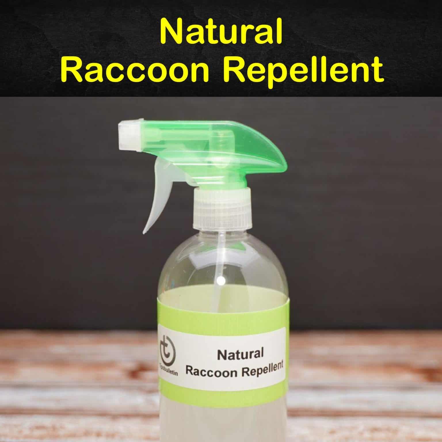 11 Smart & Simple DIY Raccoon Repellent Solutions