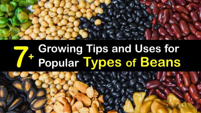 Bean Varieties - Choosing Different Bean Types