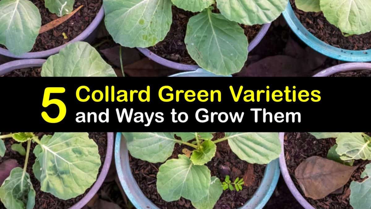 Common Varieties of Collard Greens - Amazing Collard Green Plants