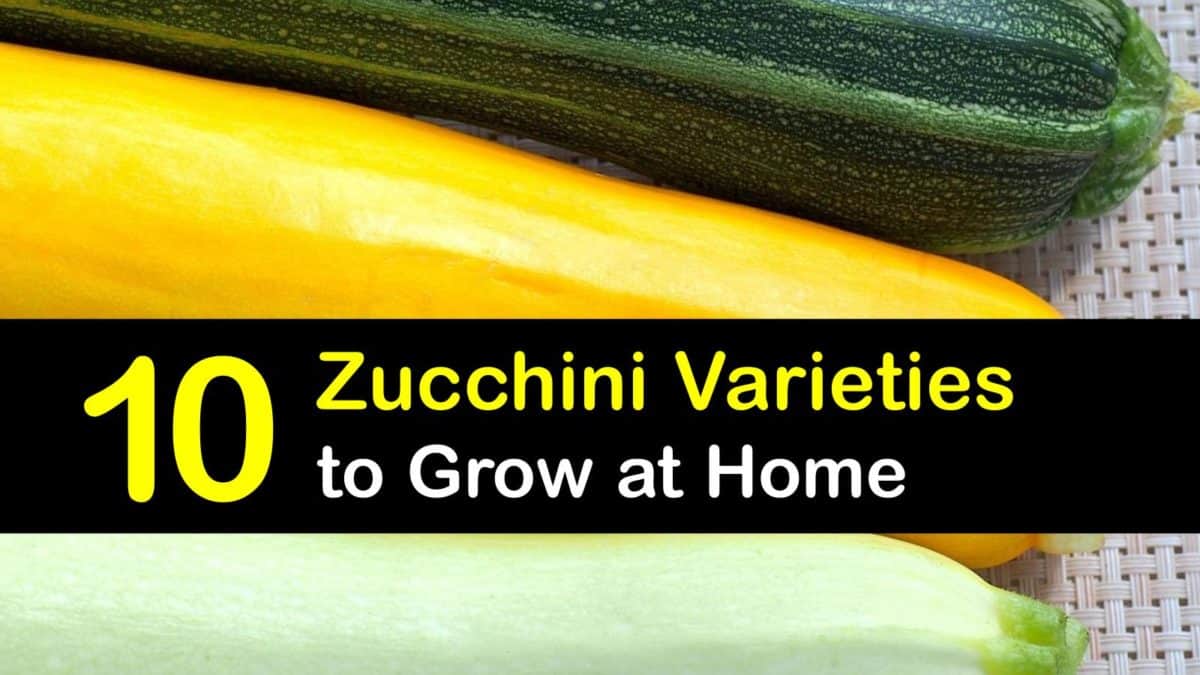 Popular Zucchini Varieties - Choosing between Zucchini Types