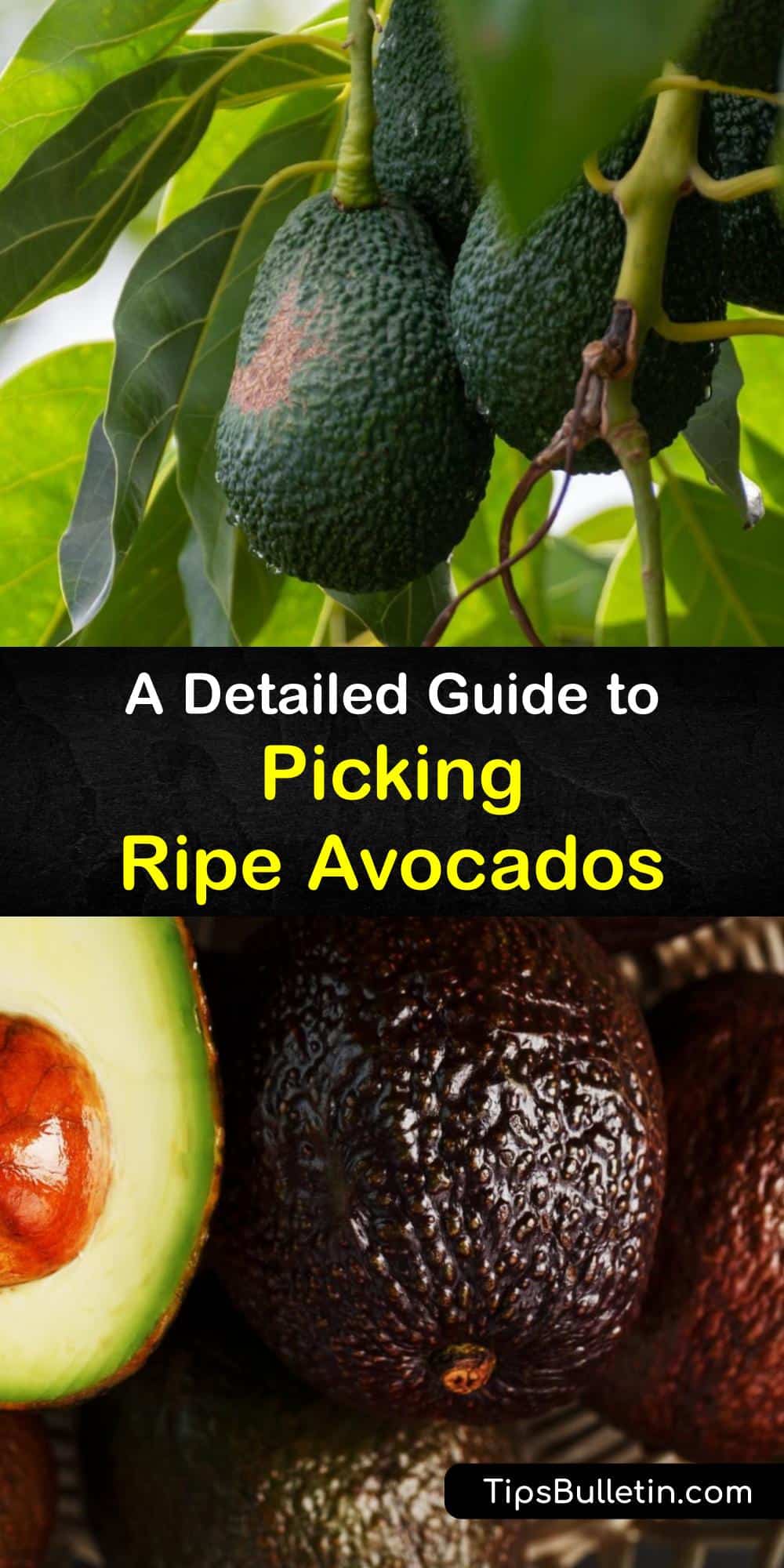 Picking Avocados - When to Harvest Avocados
