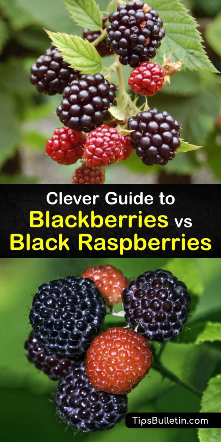 Black Raspberries vs Blackberries - What are the Differences