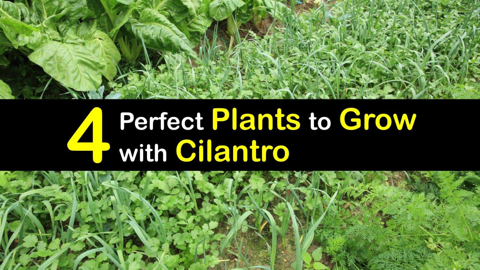 Cilantro Plant Companions - What Grows Well with Cilantro