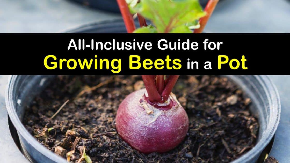 Container Grown Beets - Awesome Tips for Planting Beets in a Pot