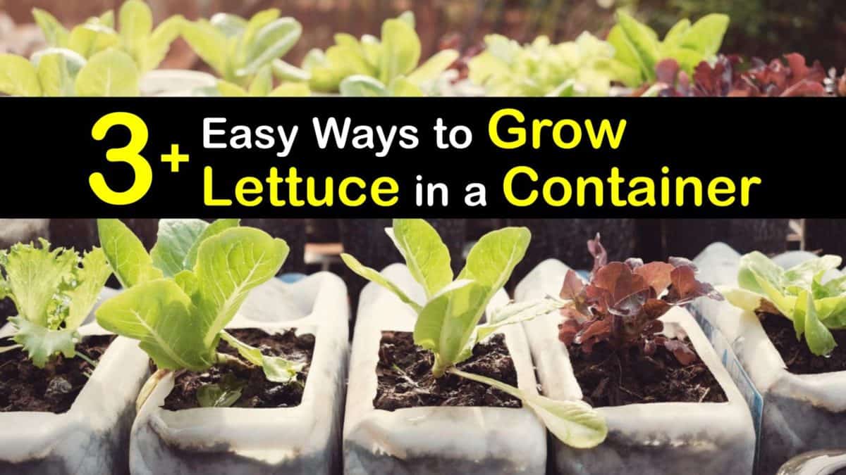 Container Grown Lettuce - Incredible Tricks for Growing Lettuce in Pots