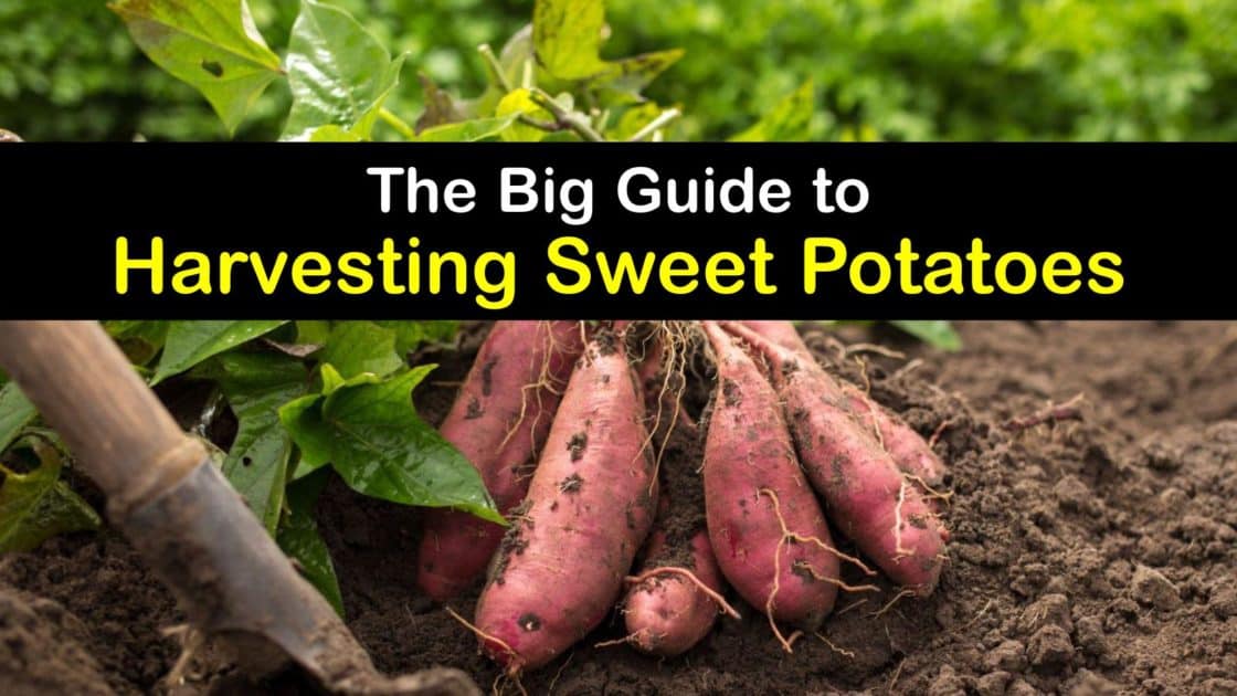 Sweet Potato Harvesting - How to Pick Sweet Potatoes
