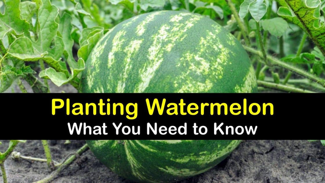Watermelon Plant Care - Simple Tricks for Planting Watermelons