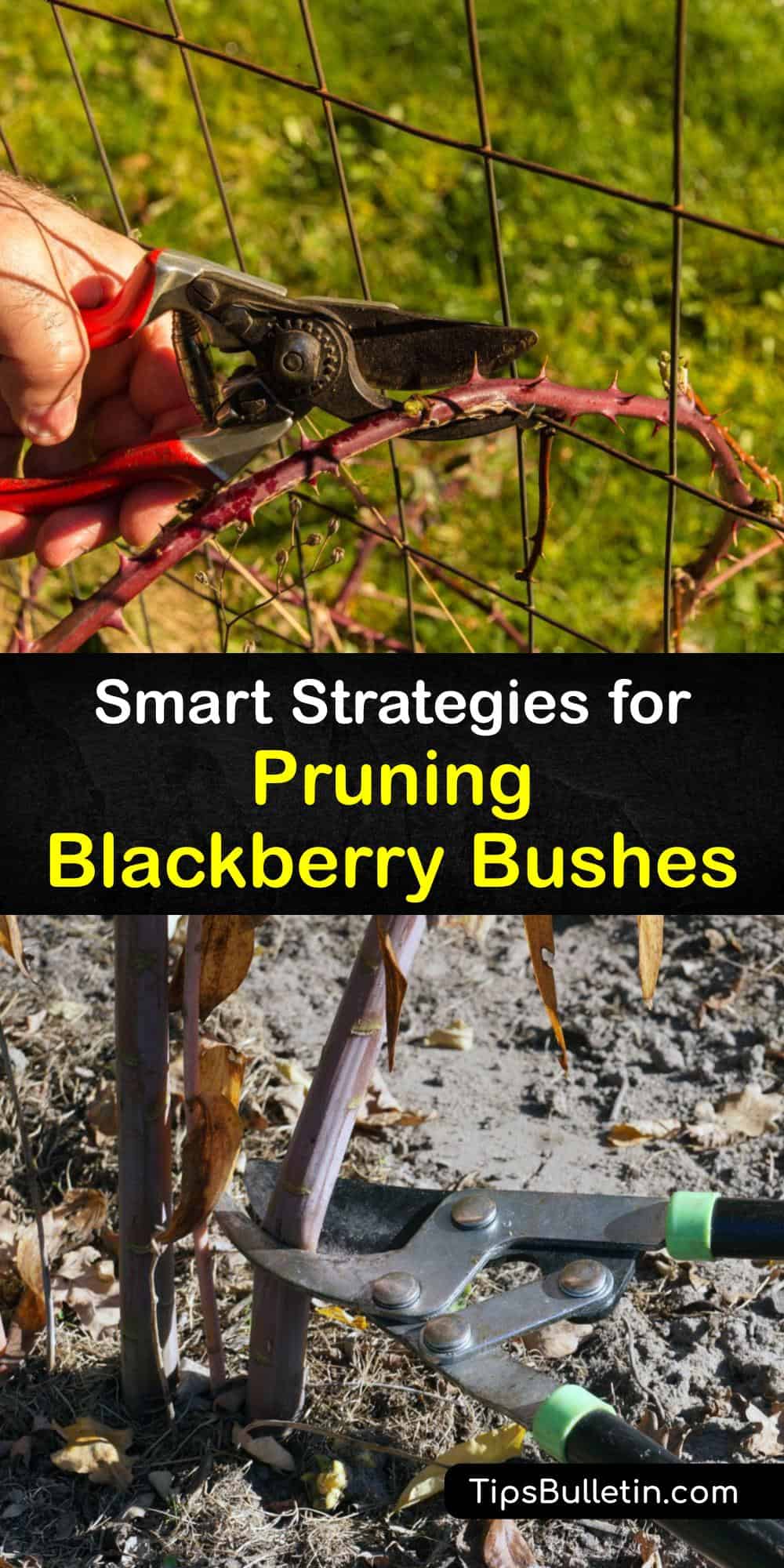 Trimming Your Blackberries - Smart Guide to Blackberry Bush Pruning