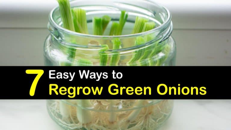 Green Onion Regrowing Tips - Smart Tips to Regrow Green Onions